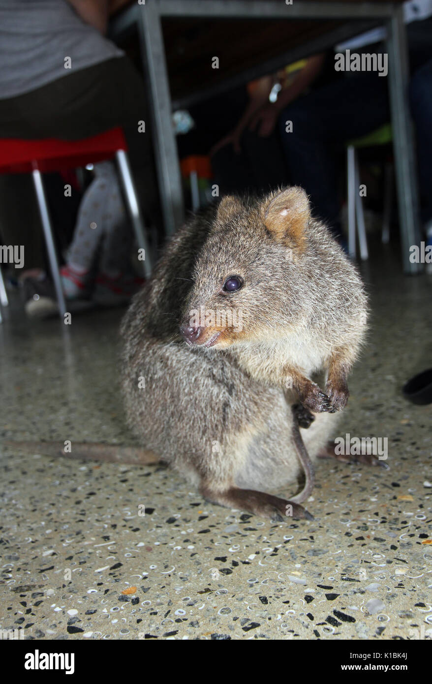Rottnest Island Western Australia Stock Photo - Alamy