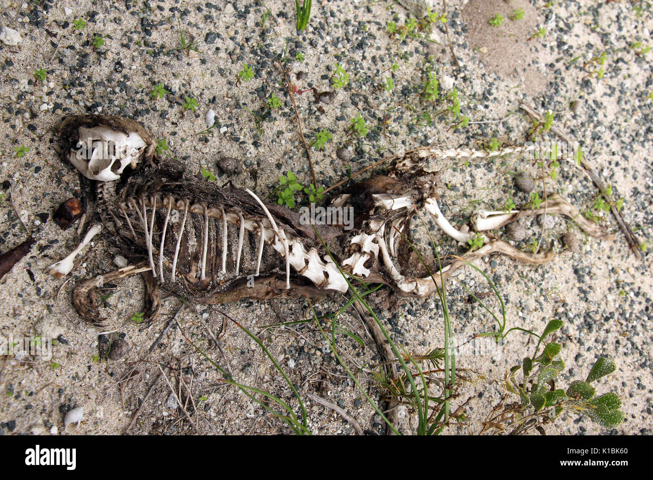 quokka skeleton Rottnest Island Western Australia Stock Photo - Alamy