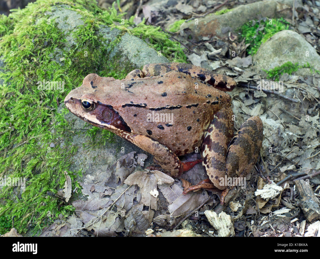 Brown Frog High Resolution Stock Photography and Images - Alamy