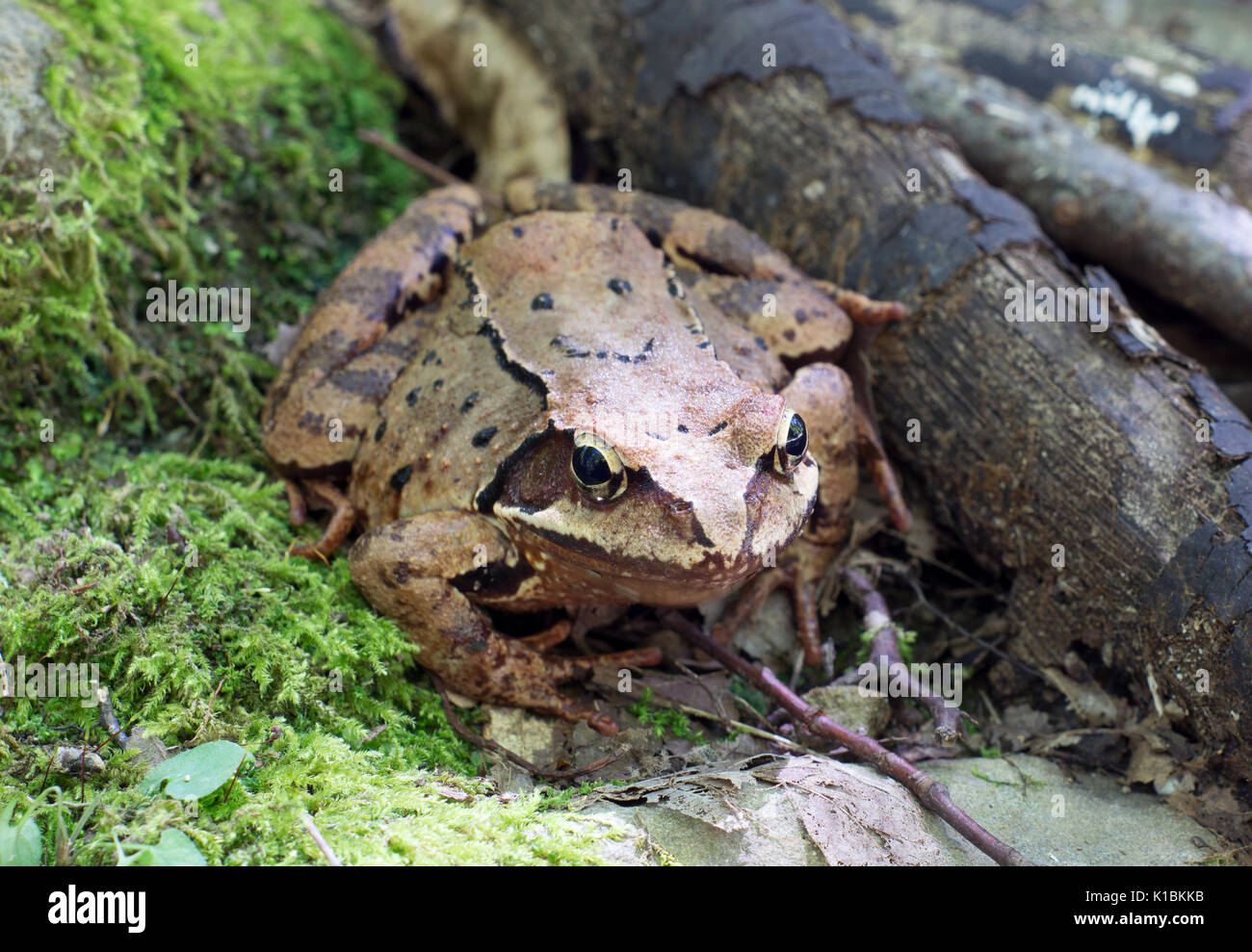 Small brown tree frog hi-res stock photography and images - Alamy