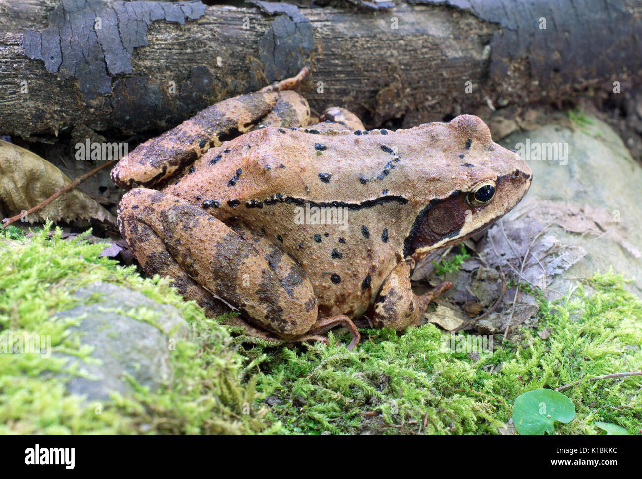 Small brown tree frog hi-res stock photography and images - Alamy