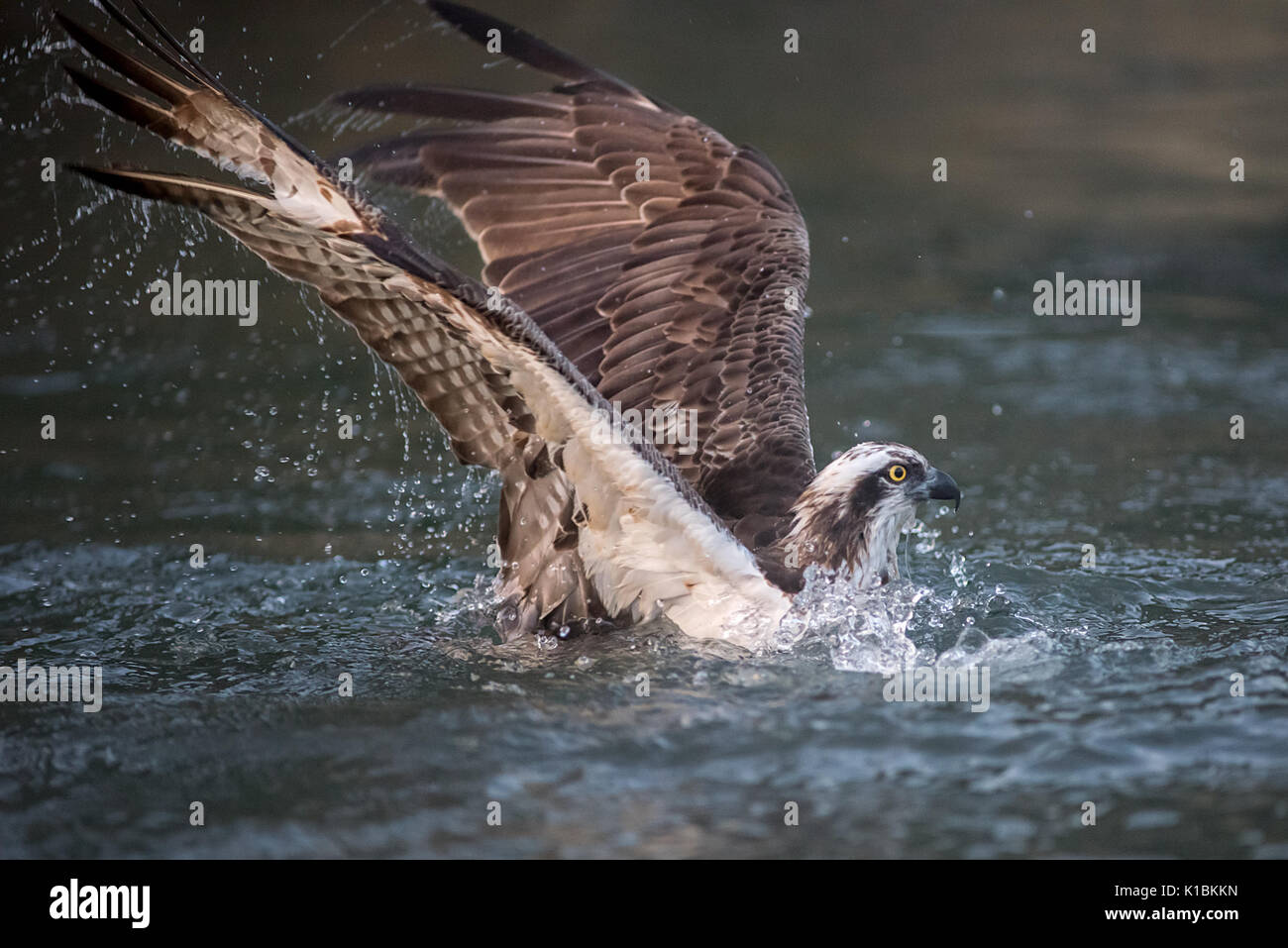 Close photograph of an osprey fishing diving into the water and half ...