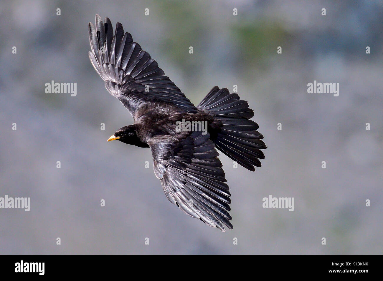 Flying alpine chough hi-res stock photography and images - Alamy