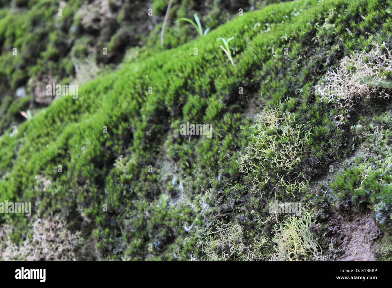 Moss Patch High Resolution Stock Photography and Images - Alamy