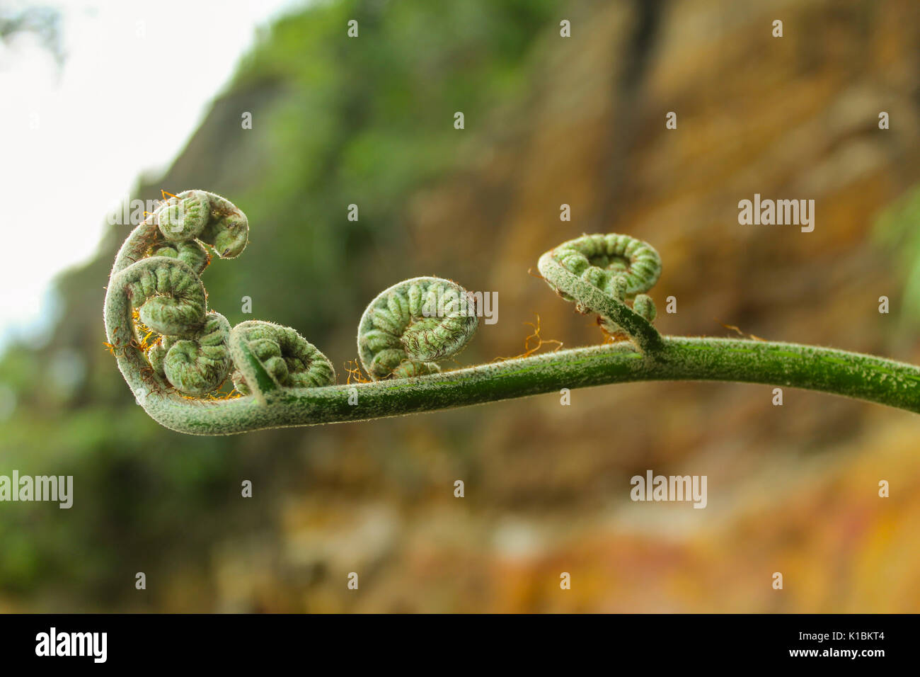 Leafy fronds hi-res stock photography and images - Alamy