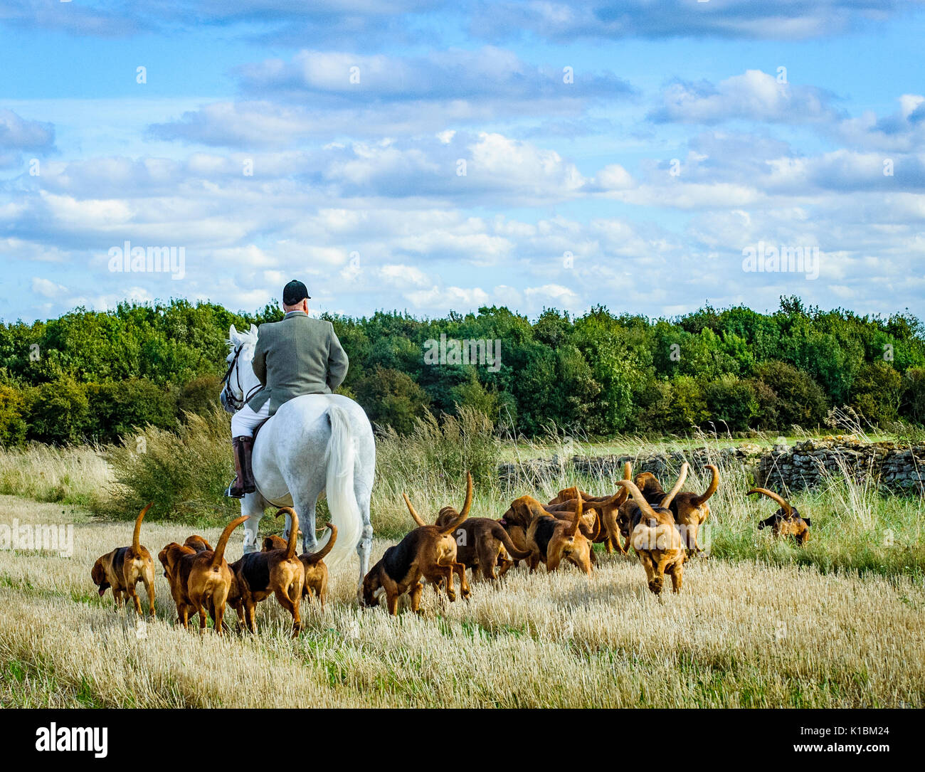 Cranwell bloodhounds hi-res stock photography and images - Alamy