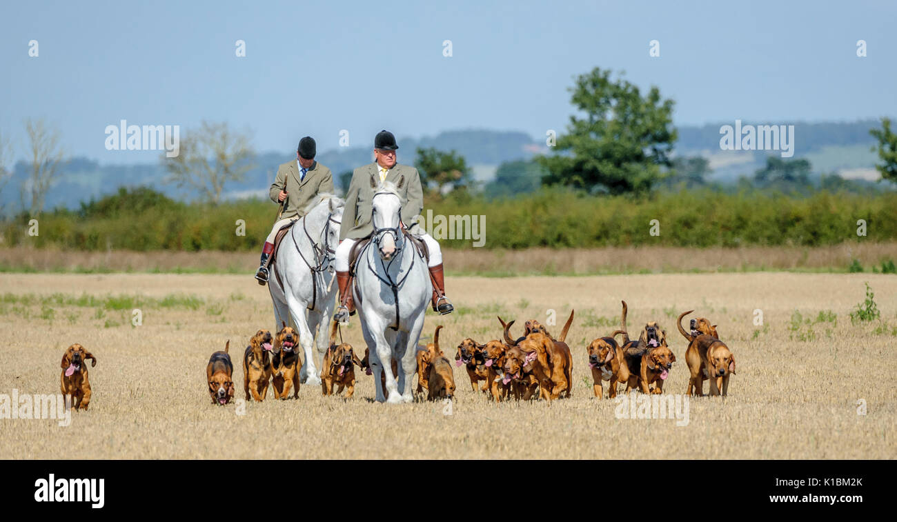 Bloodhounds tracking hi-res stock photography and images - Alamy