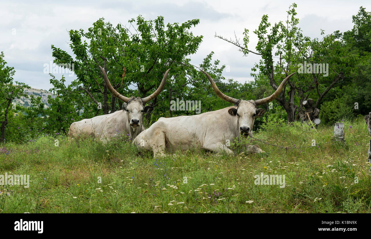 Two white oxen with long horns lie on a meadow under the trees. Stock ...
