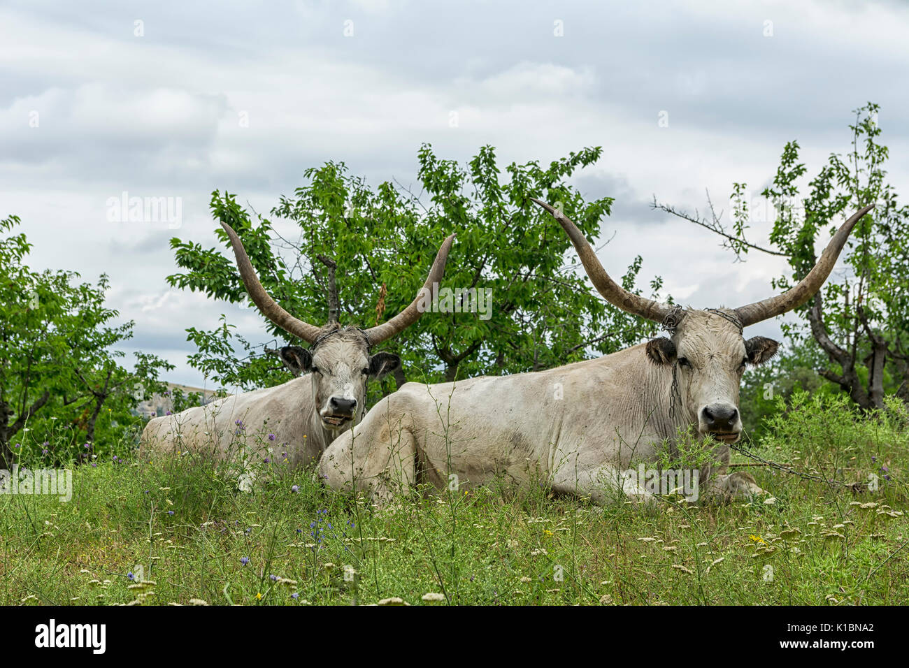 White oxen with horns hi-res stock photography and images - Alamy