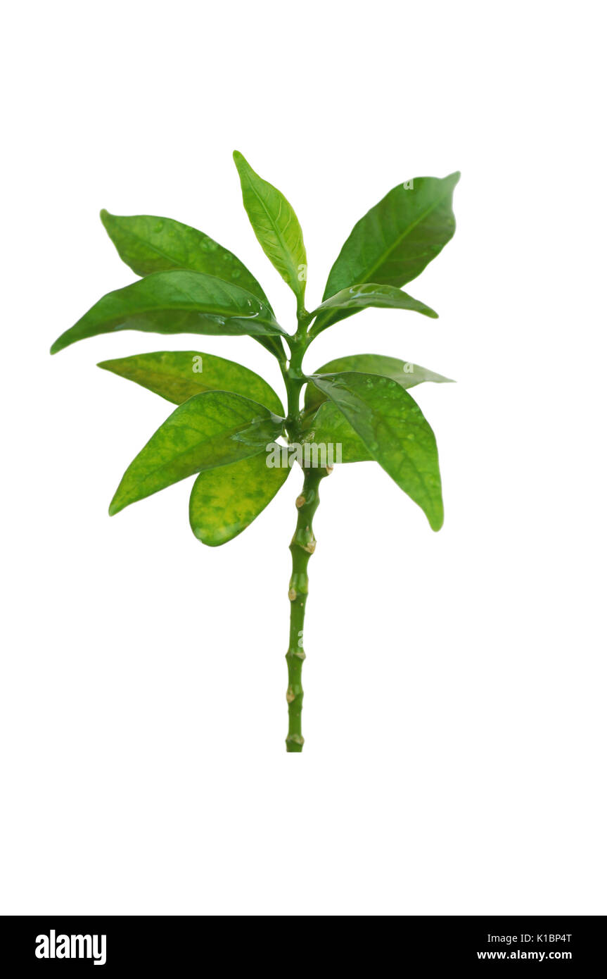 green small tree isolated on white background Stock Photo - Alamy