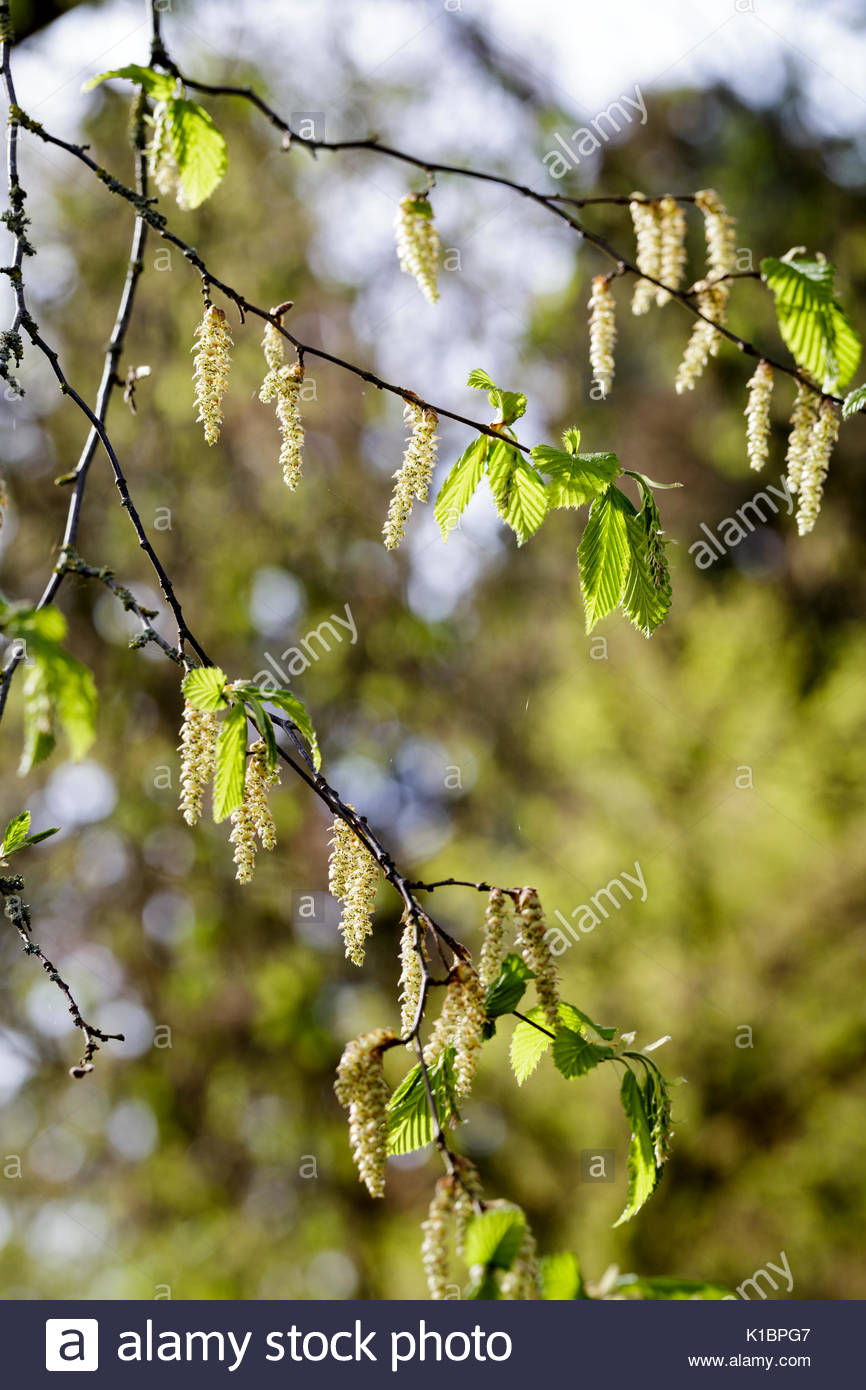 Hornbeam Stock Photos & Hornbeam Stock Images - Alamy
