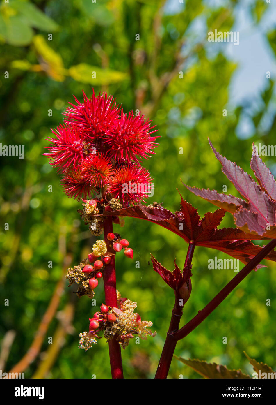 Ricinus communis 'carmencita bright red' Stock Photo - Alamy