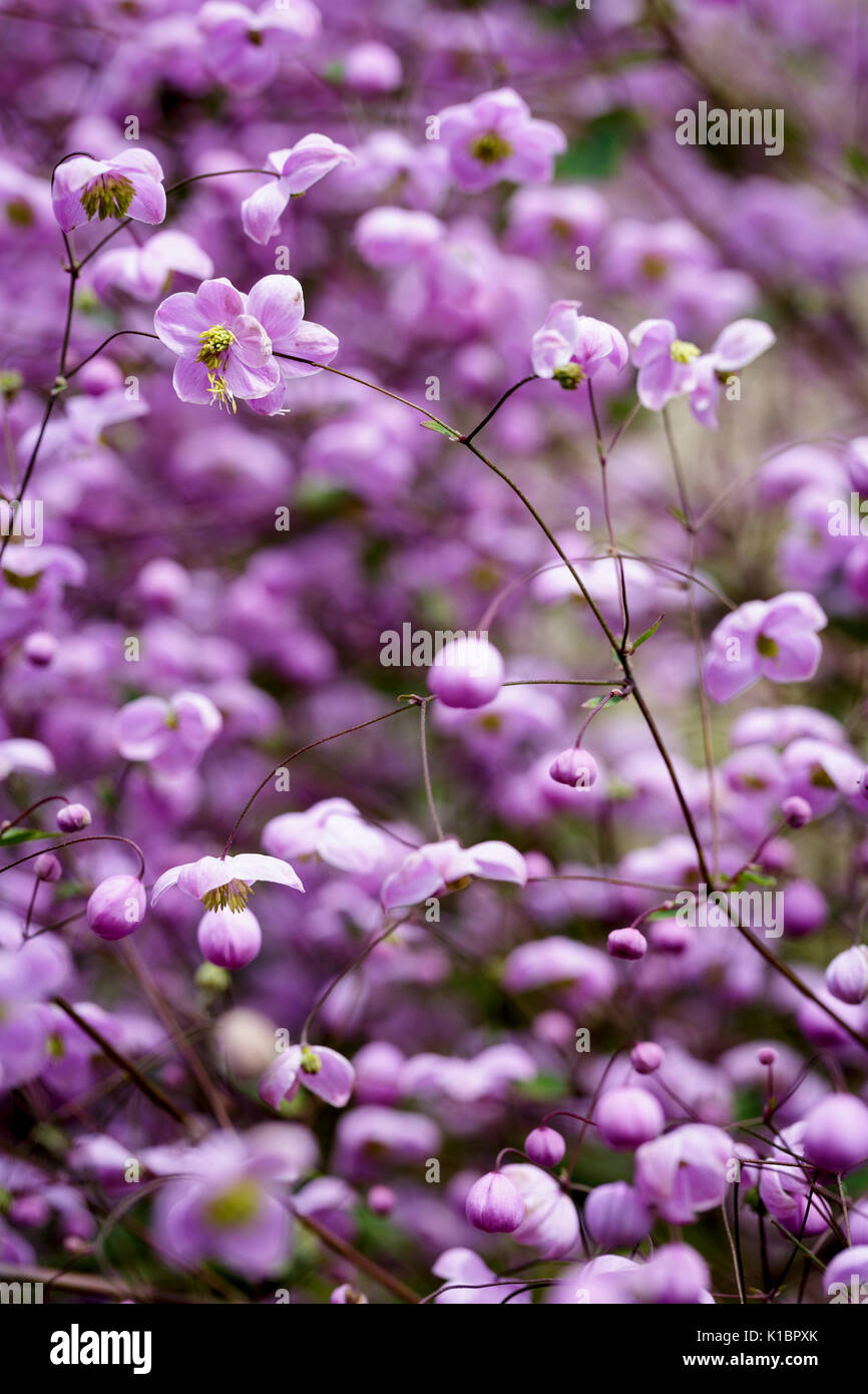 Splendide hi-res stock photography and images - Alamy