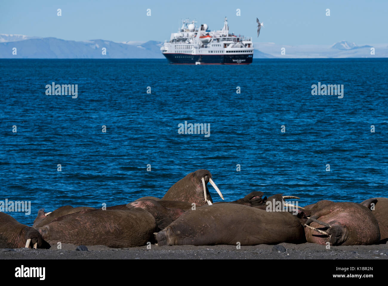 Norway, Svalbard, South Svalbard Nature Reserve, Edgeoya, Kapp Lee ...