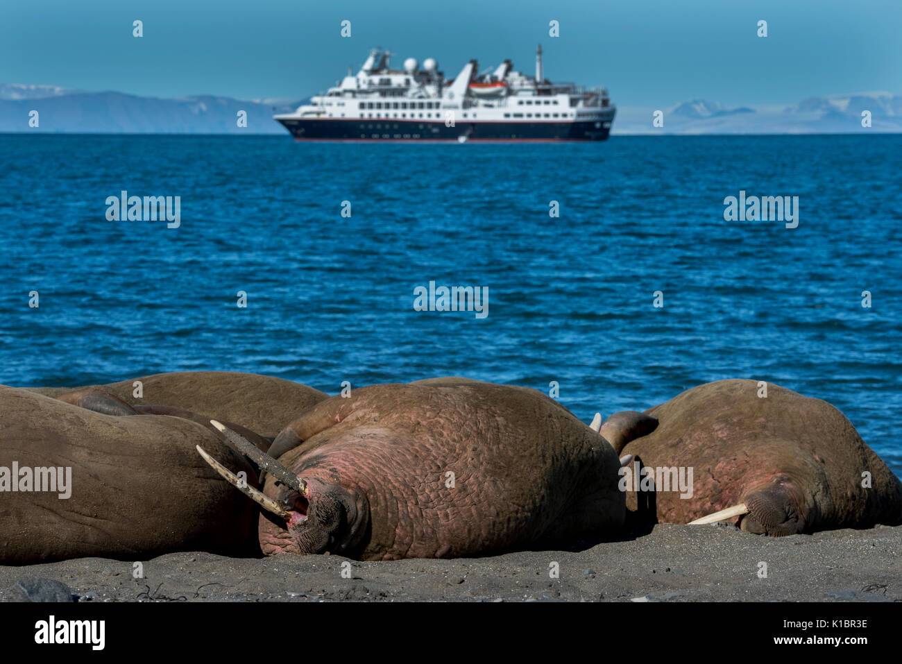 Norway, Svalbard, South Svalbard Nature Reserve, Edgeoya, Kapp Lee ...