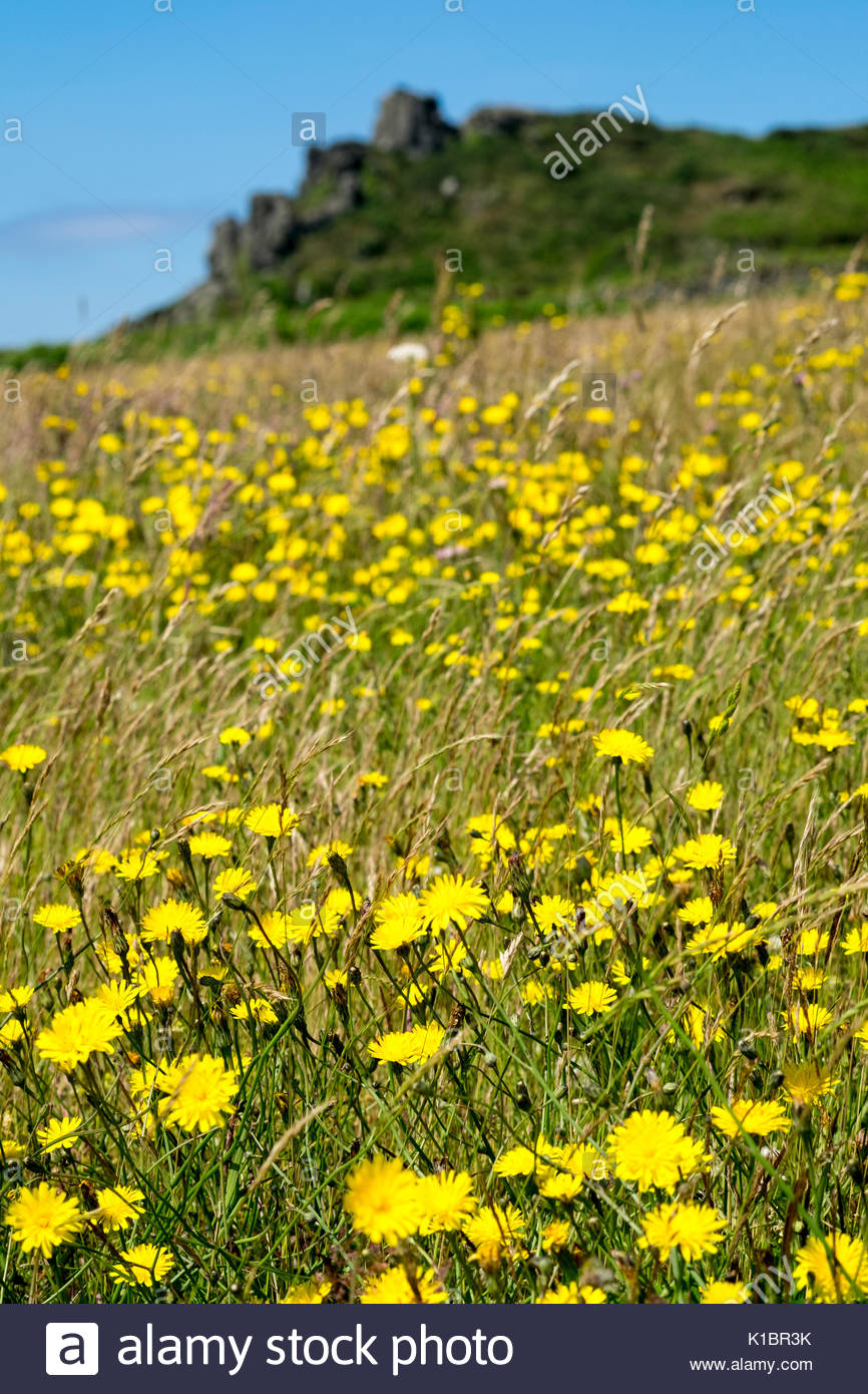 Hypochaeris Radicata Stock Photos & Hypochaeris Radicata Stock Images ...
