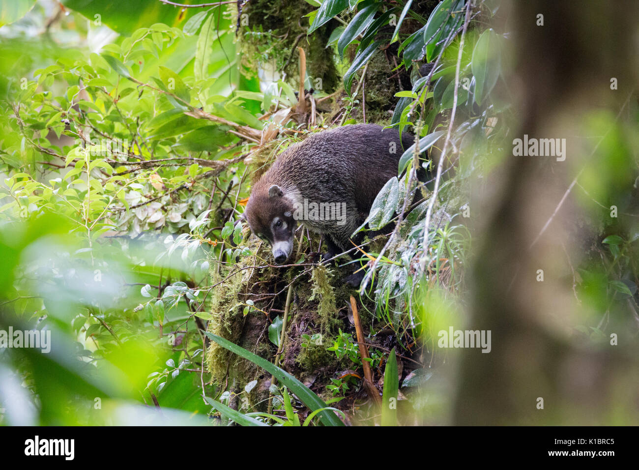 Wild white-nosed coati in rainforest Stock Photo - Alamy
