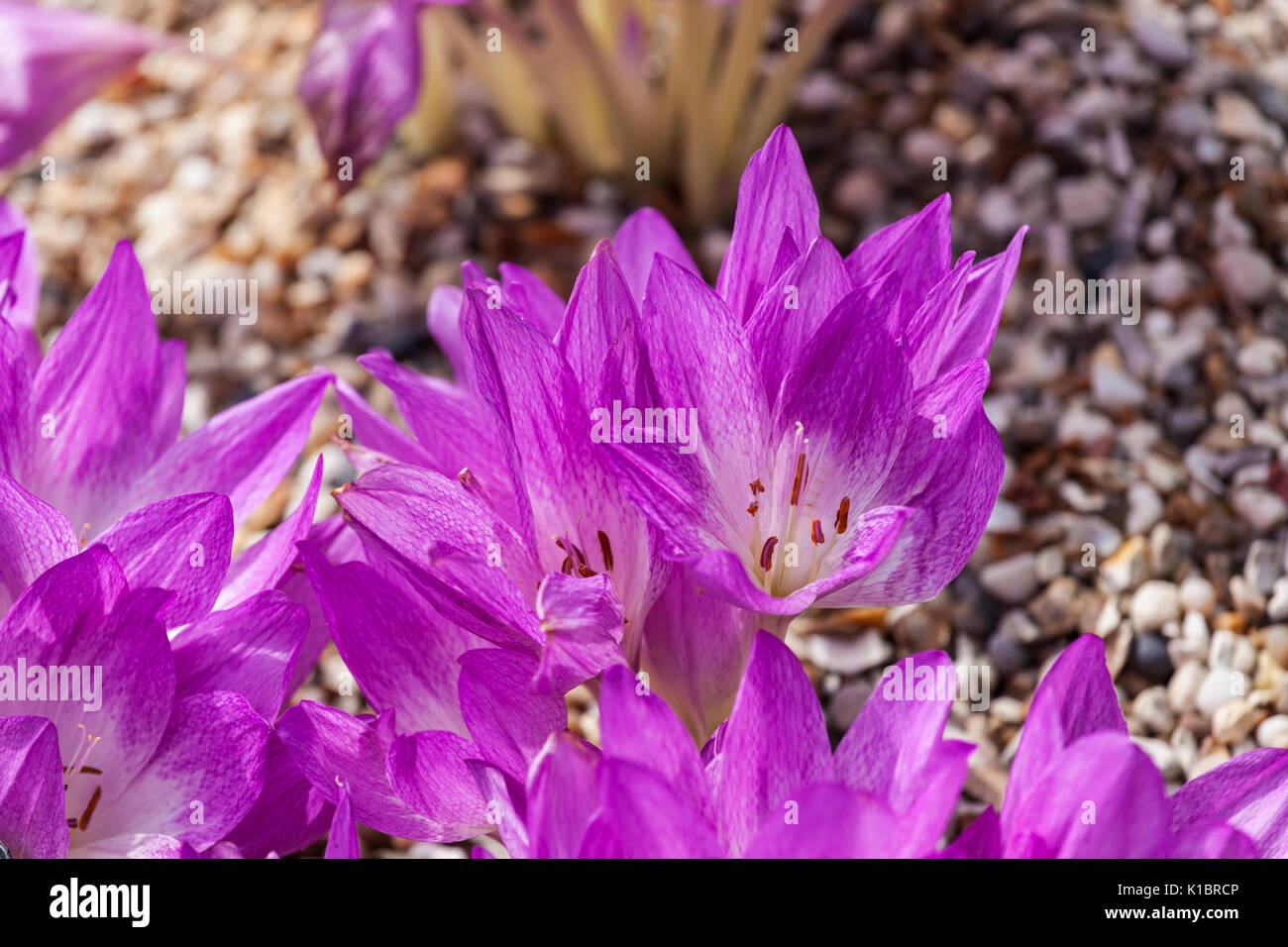 Purple Colchicum bivonae at RHS Hyde Hall Gradens Stock Photo - Alamy