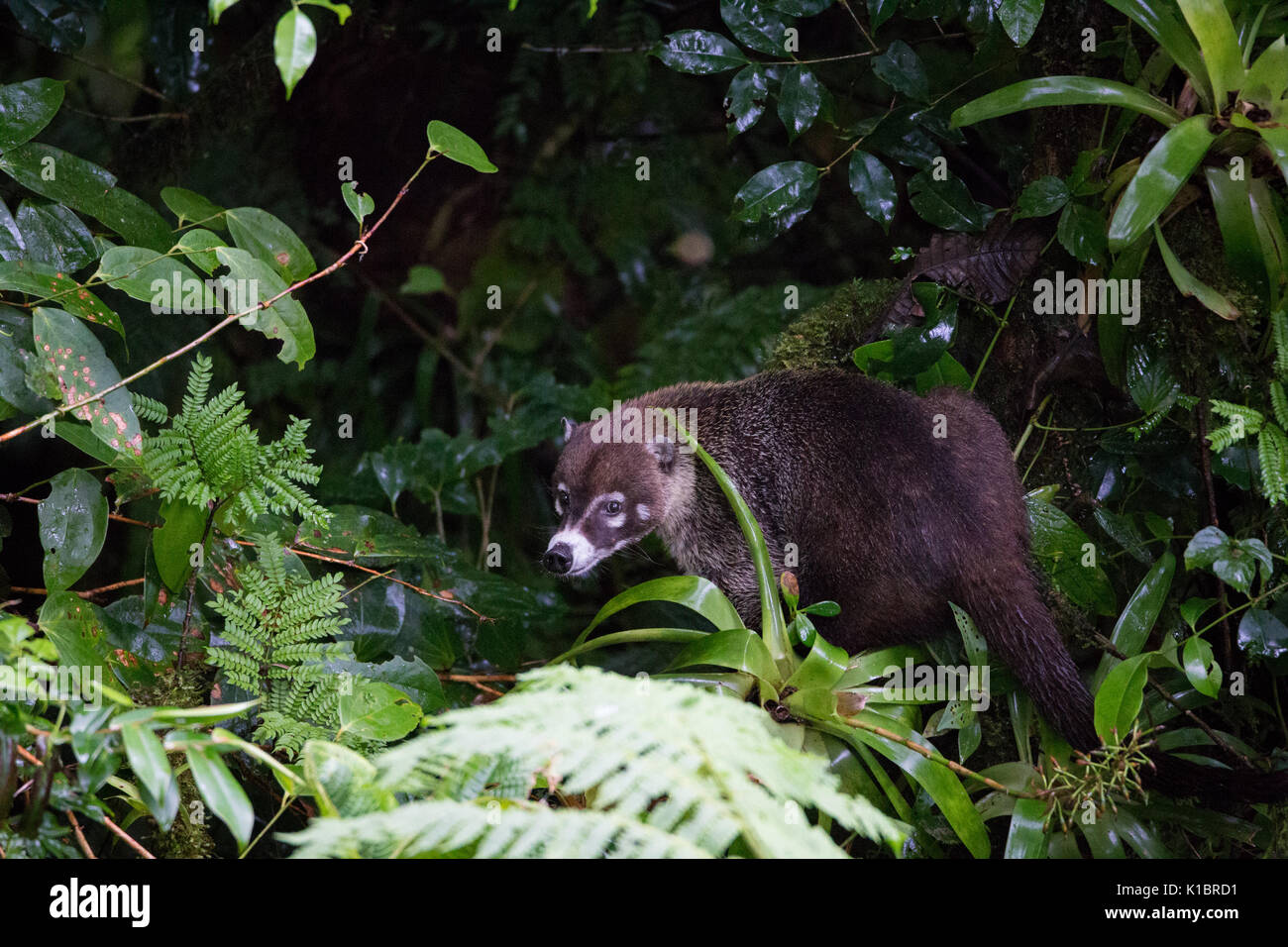 Wild white-nosed coati in rainforest Stock Photo - Alamy
