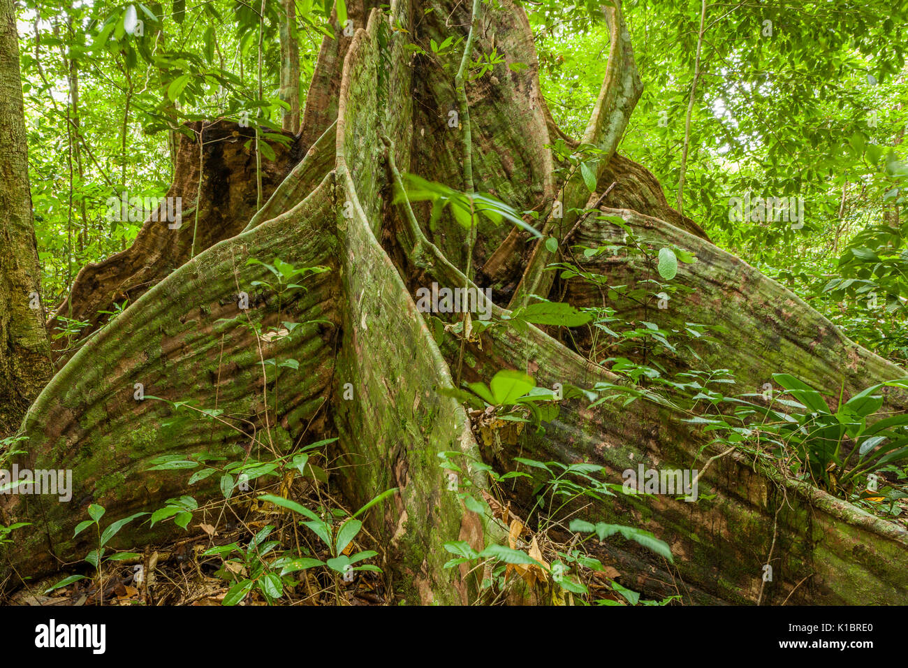 Buttress tree roots in rainforest Stock Photo - Alamy
