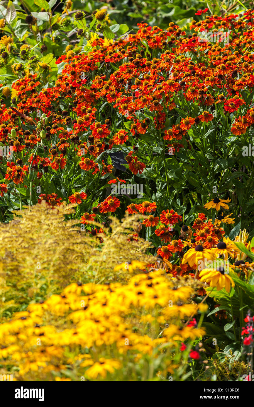Mixed Perennials at RHS Hyde Hall Gardens Stock Photo - Alamy
