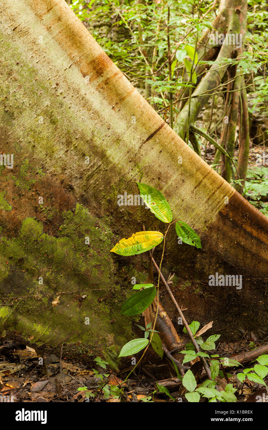 Buttress tree roots in rainforest Stock Photo - Alamy