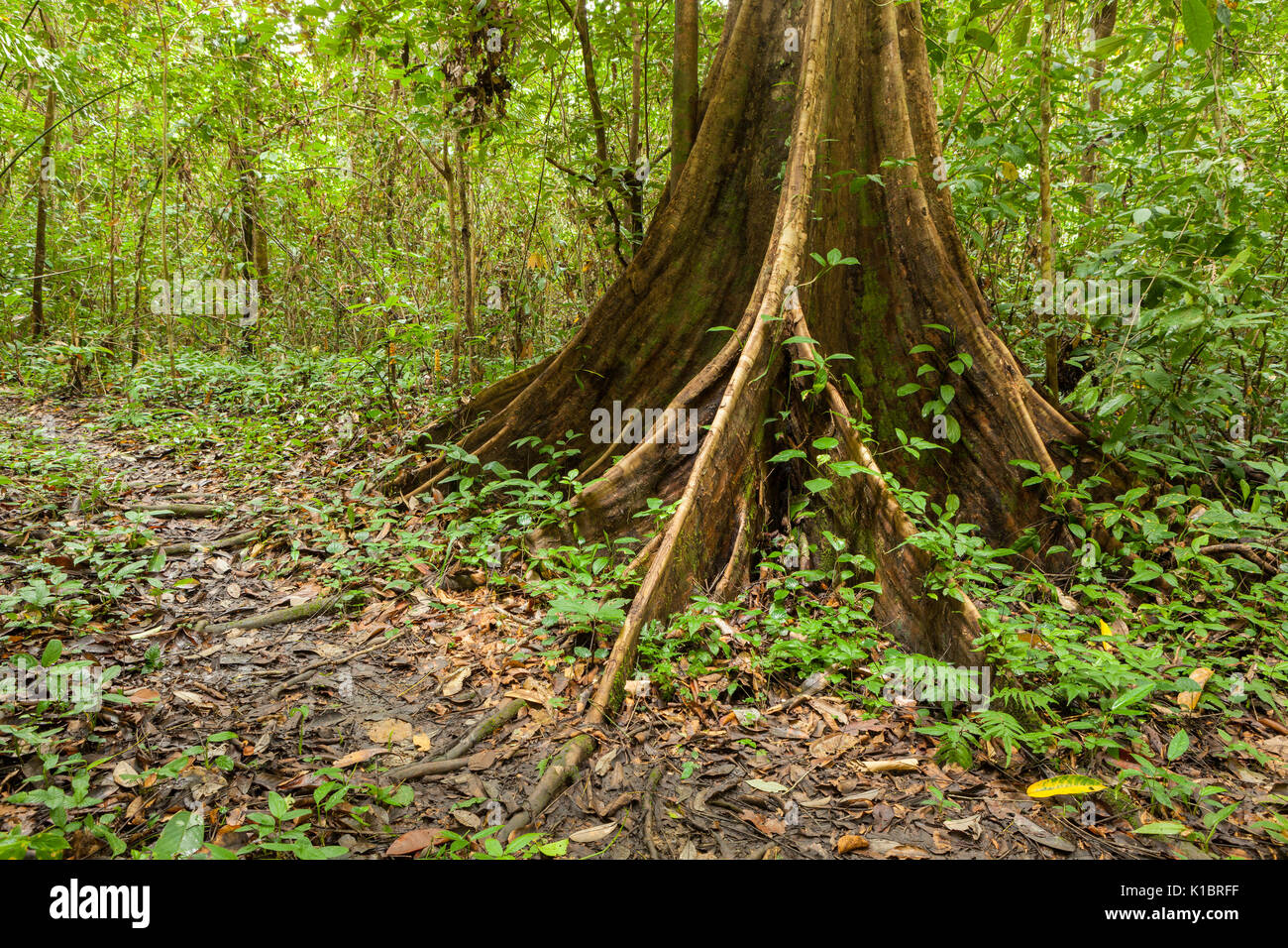 Buttress tree roots in rainforest Stock Photo - Alamy