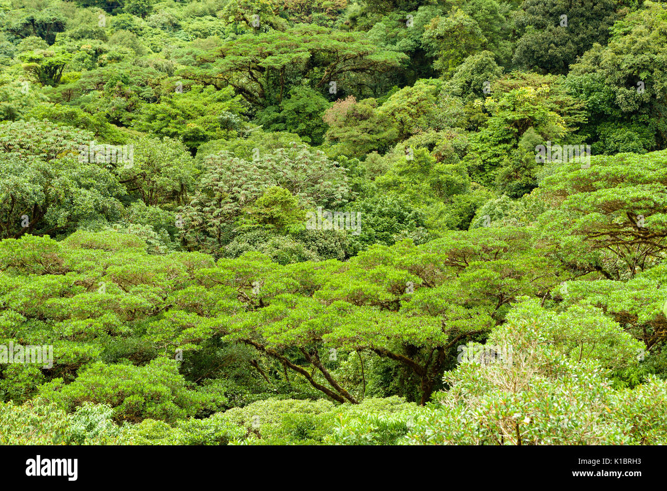 Lush rainforest canopy Monteverde Costa Rica Stock Photo - Alamy