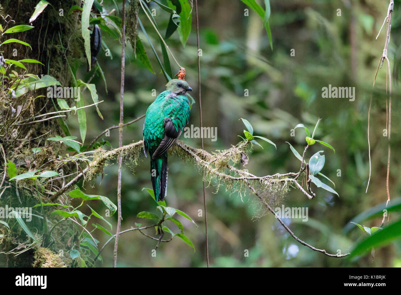 Female resplendent quetzal hi-res stock photography and images - Alamy