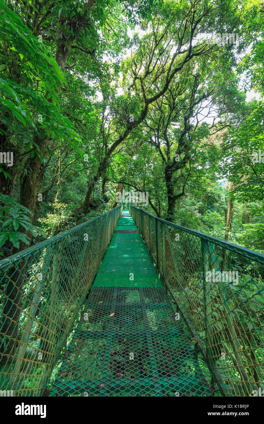 Suspension bridge in rainforest Stock Photo - Alamy