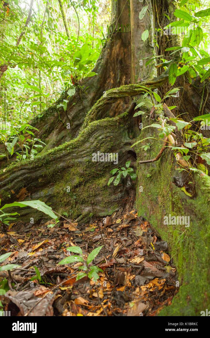 Buttress tree roots in rainforest Stock Photo - Alamy