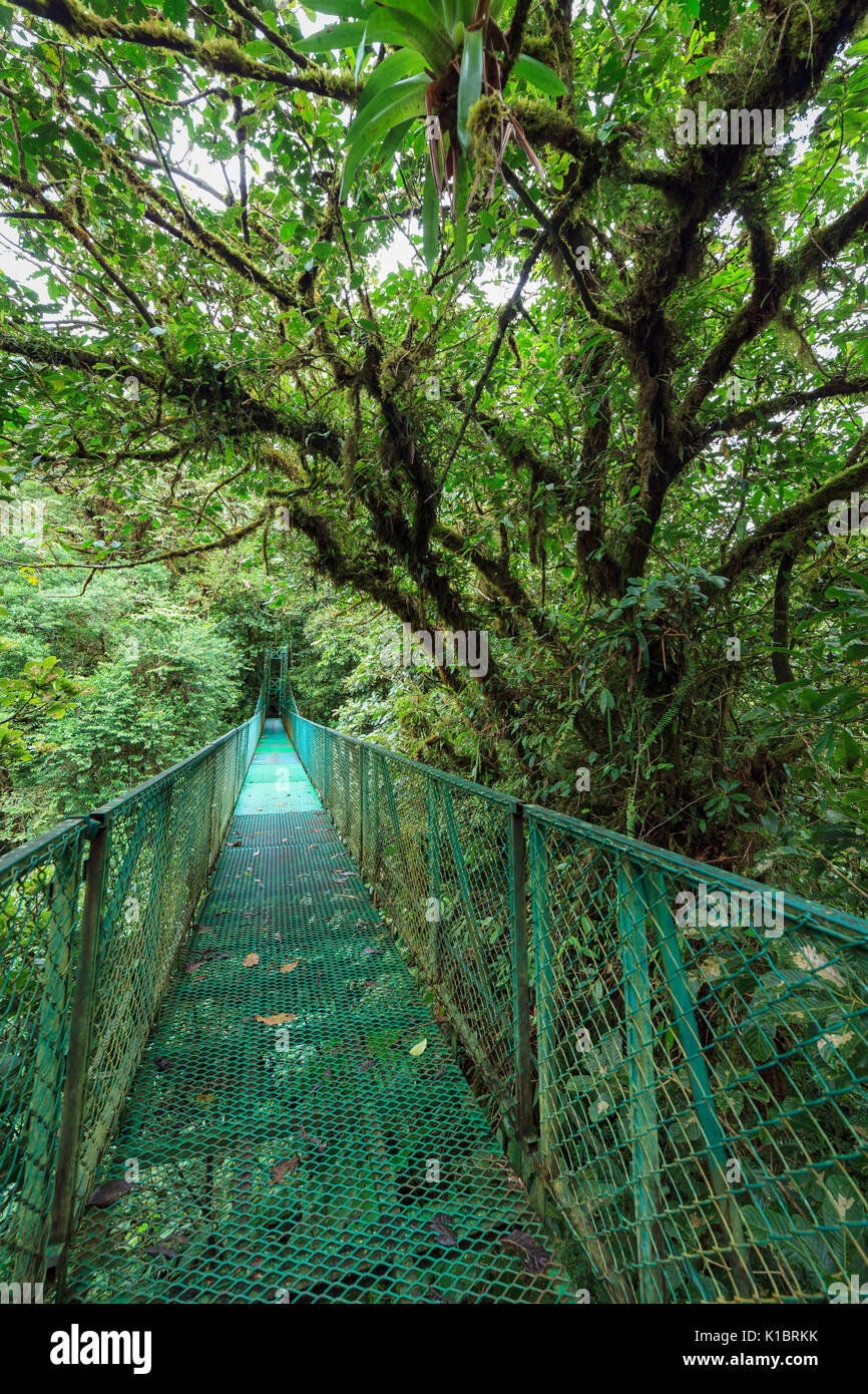 Suspension bridge in rainforest Stock Photo - Alamy