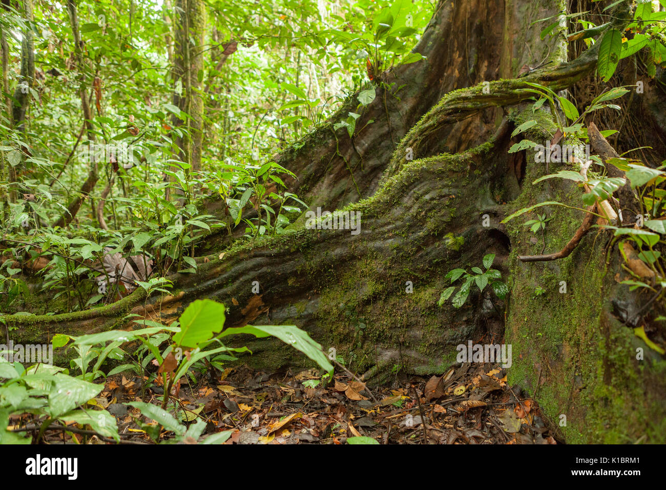Buttress tree roots in rainforest Stock Photo - Alamy