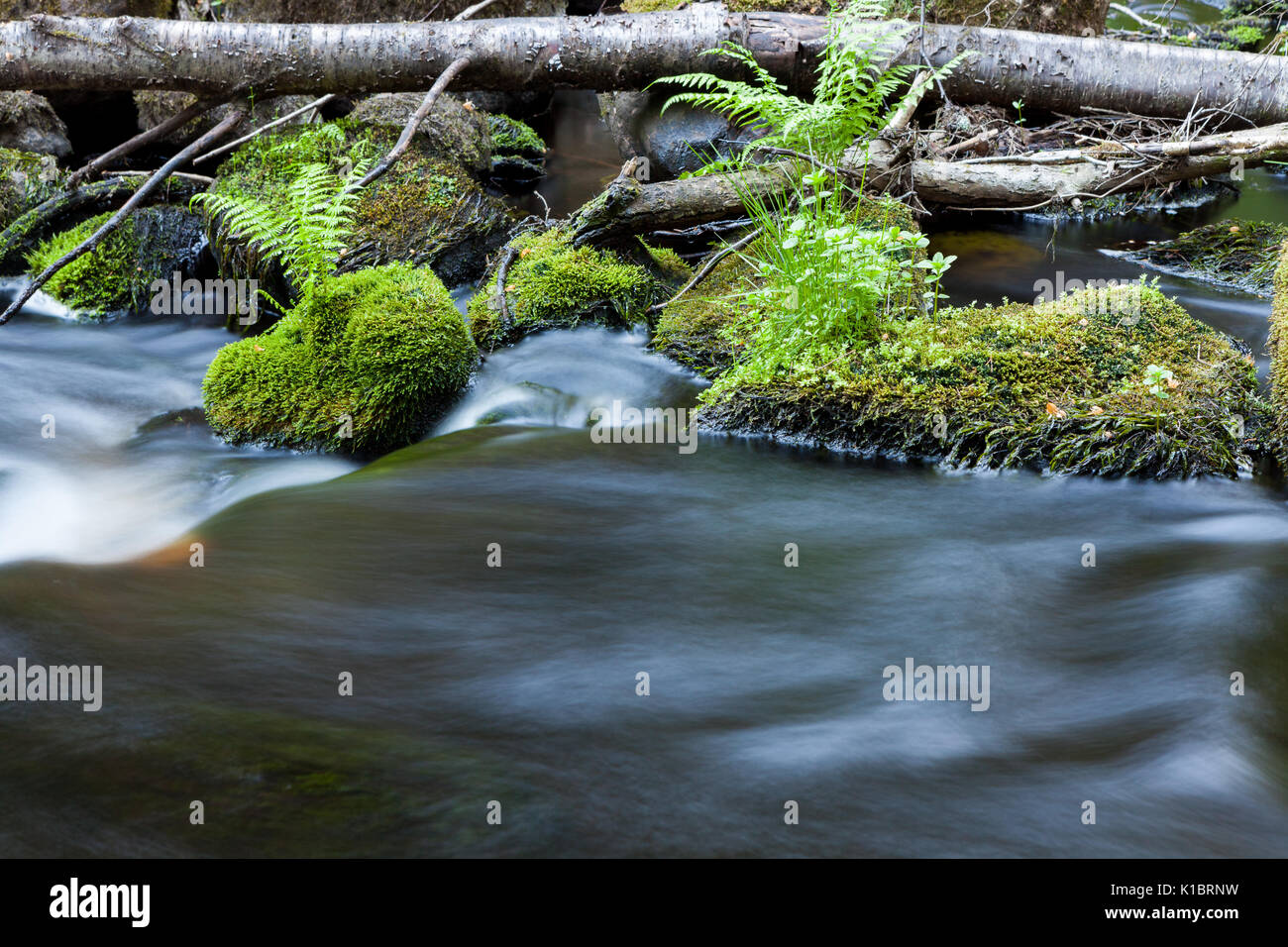 Small stream in mixed forest Stock Photo - Alamy