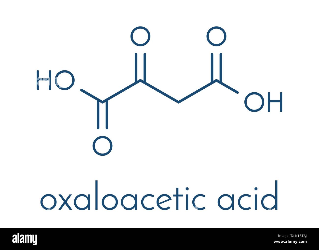 Oxaloacetic Acid Oxaloacetate Metabolic Intermediate Molecule Stock