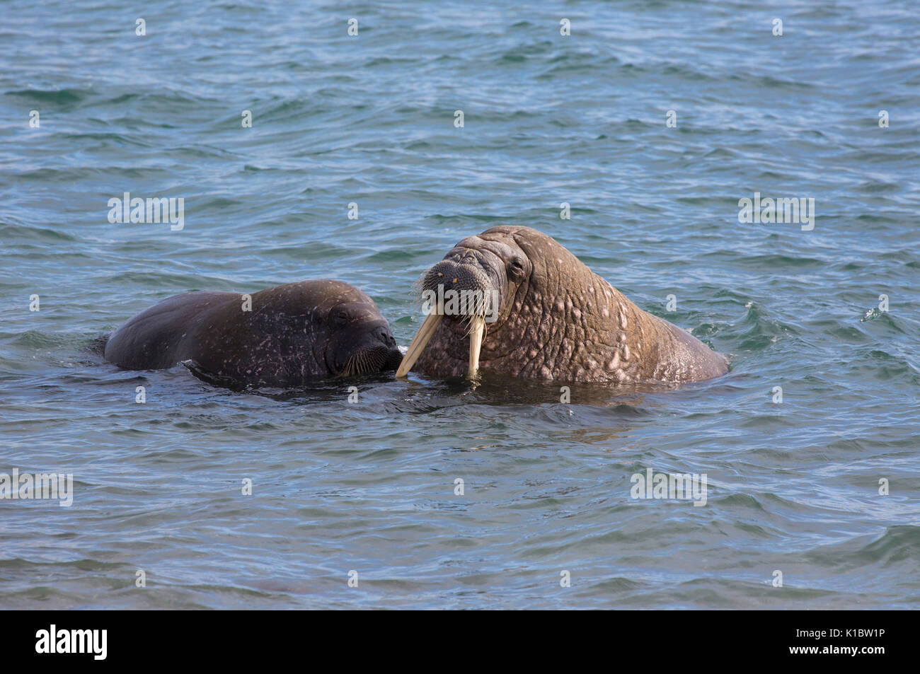 Female walrus hi-res stock photography and images - Alamy