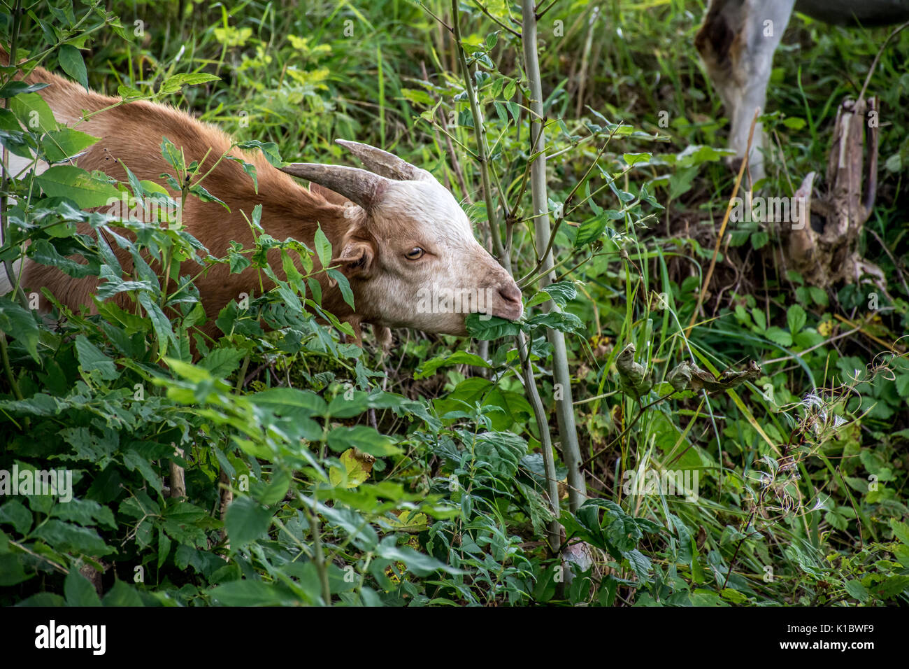 Billy the goat hi-res stock photography and images - Alamy