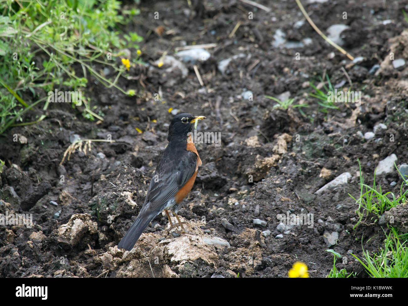 American robin on the ground hi-res stock photography and images - Alamy