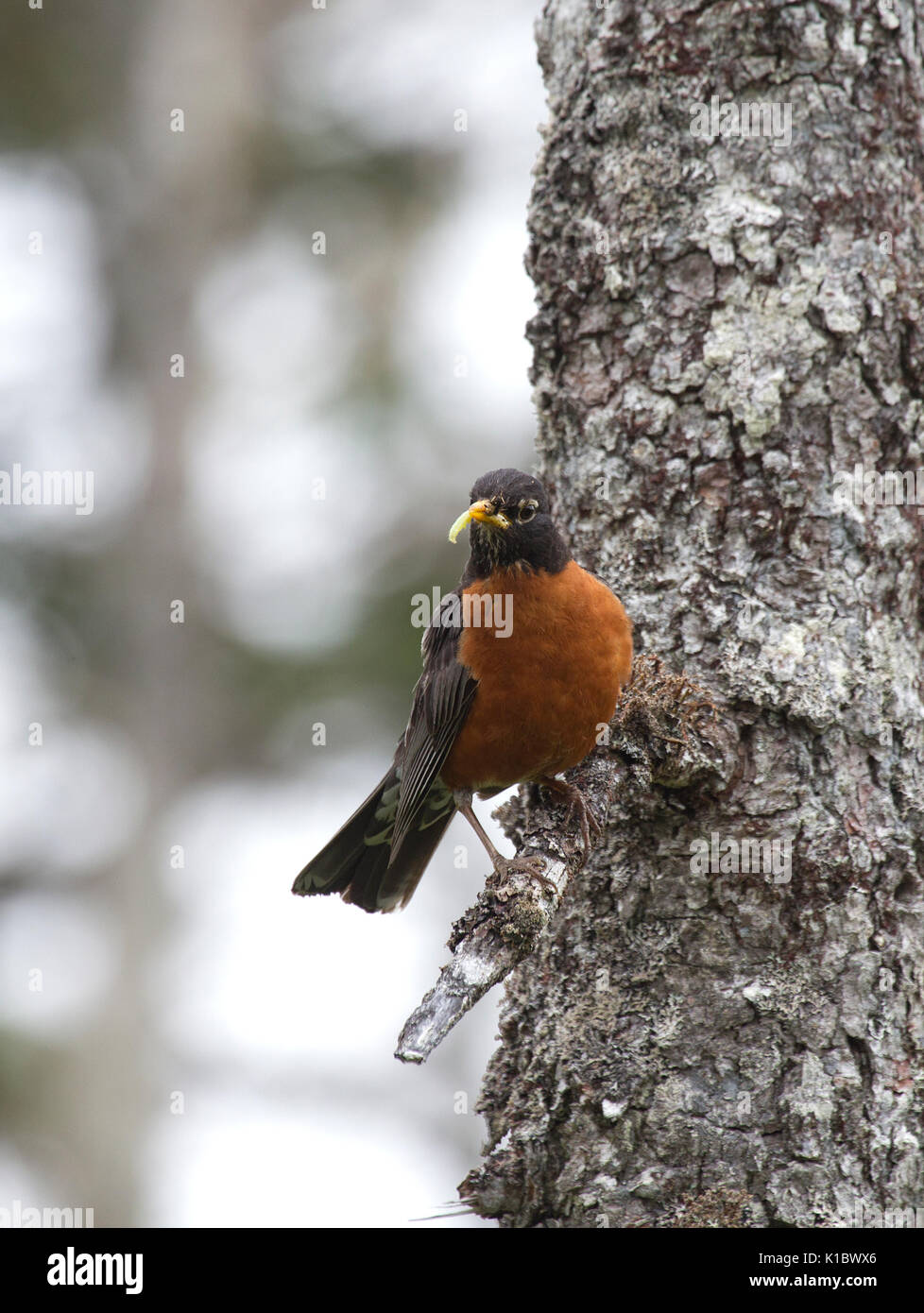 American robin with grub and insects in beak hi-res stock photography ...