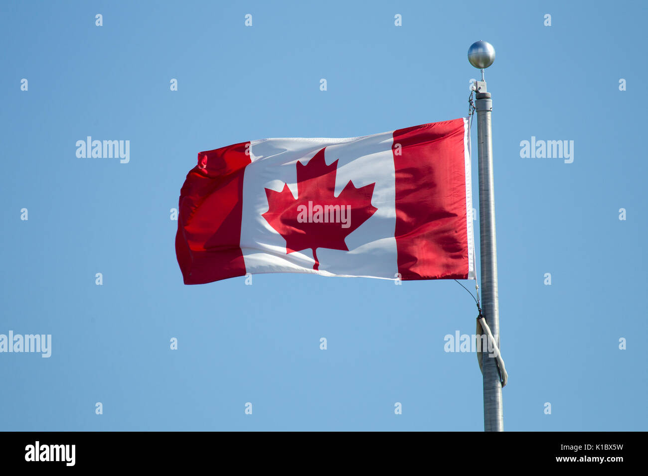Canadian flag leaf hi-res stock photography and images - Alamy