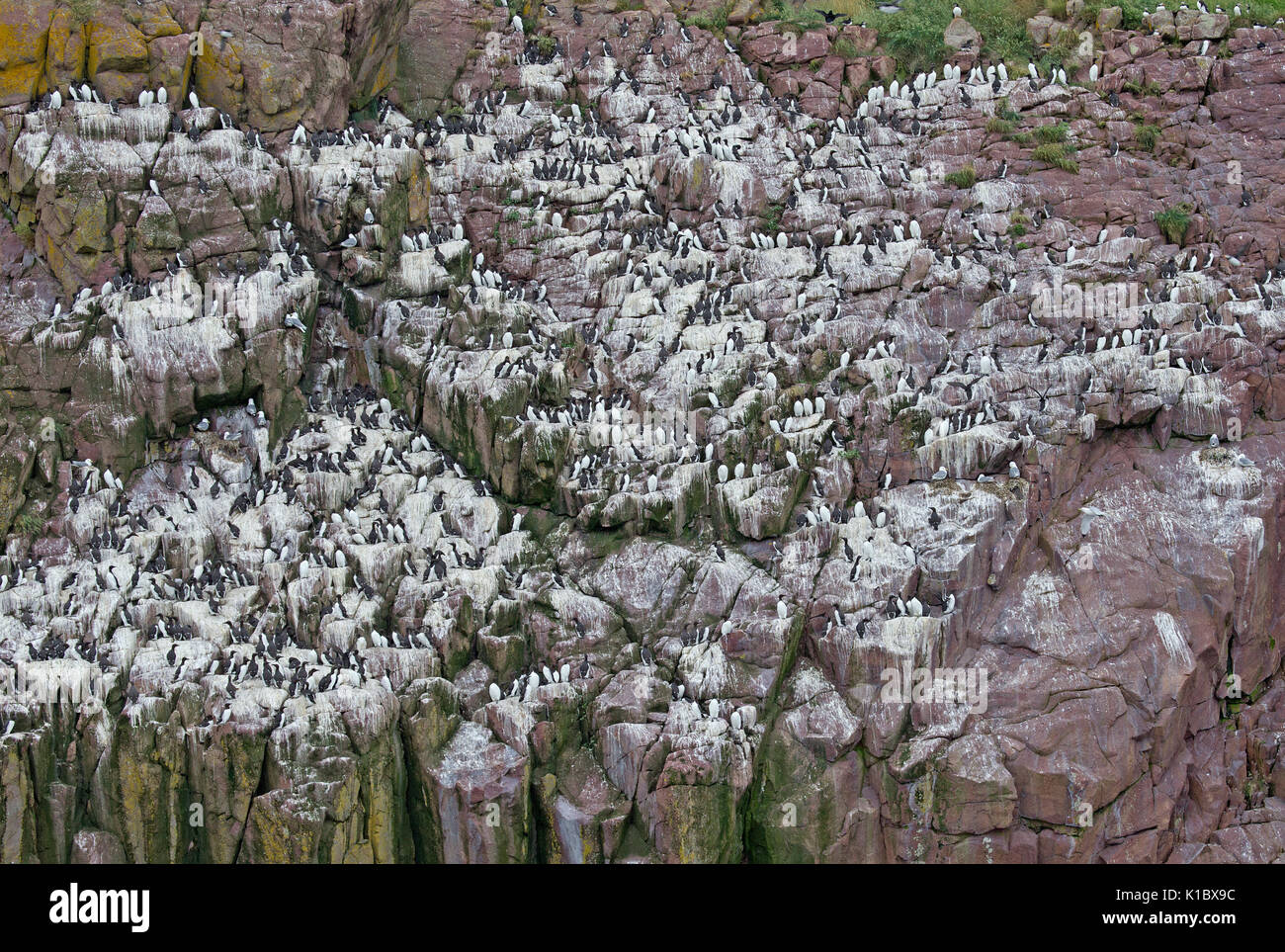 Common Murre Colony Stock Photo - Alamy
