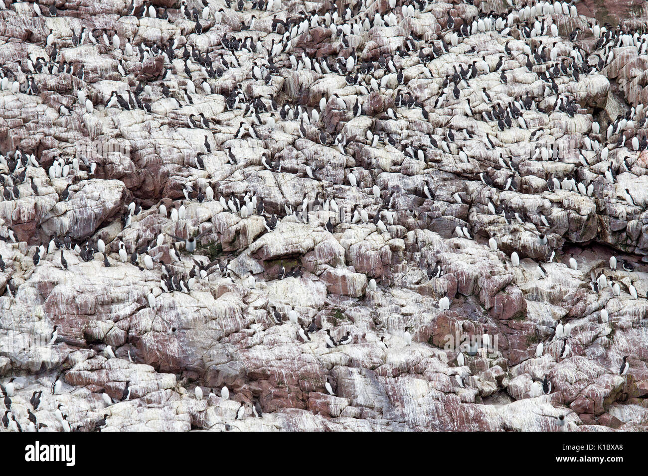 Common Murre Colony Stock Photo - Alamy