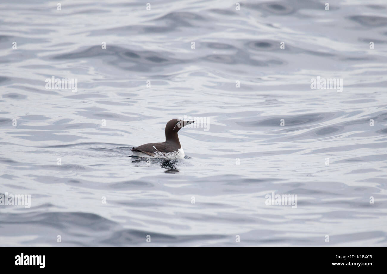 Common Murre in Ocean Stock Photo - Alamy