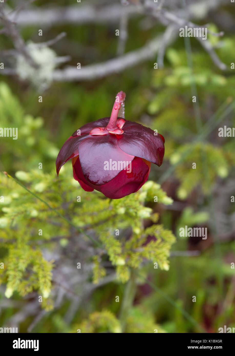National Flower of Newfoundland Stock Photo - Alamy
