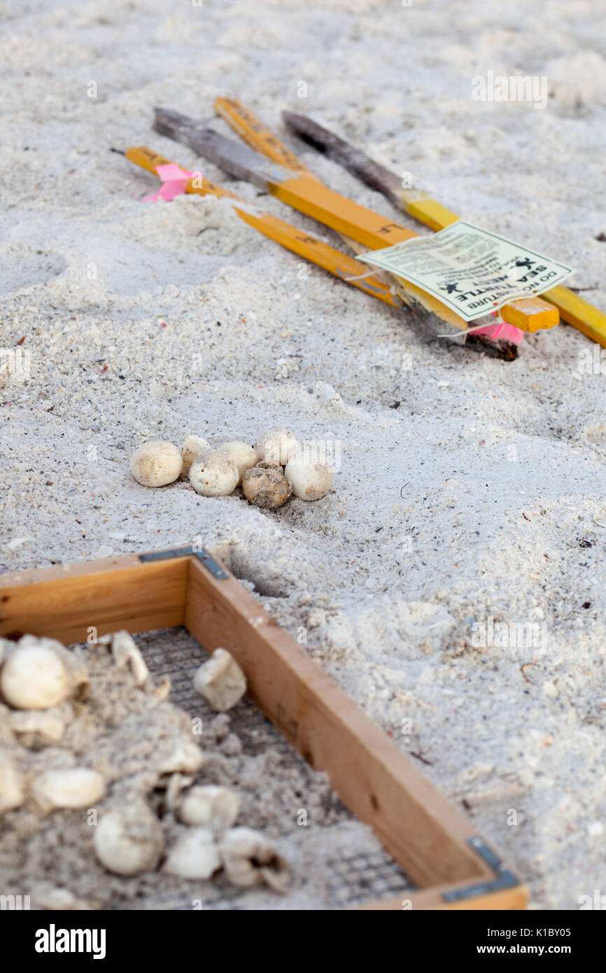 Protected sea turtle nest hi-res stock photography and images - Alamy