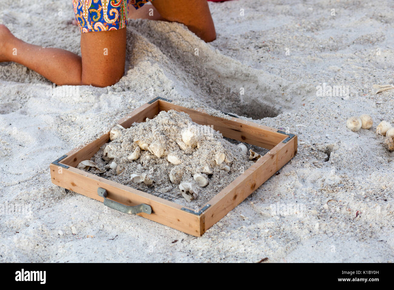 Sea Turtle Volunteers Stock Photo - Alamy