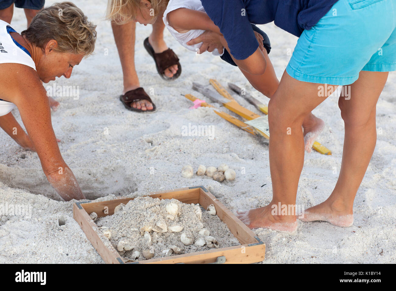 Sea Turtle Volunteers Stock Photo - Alamy