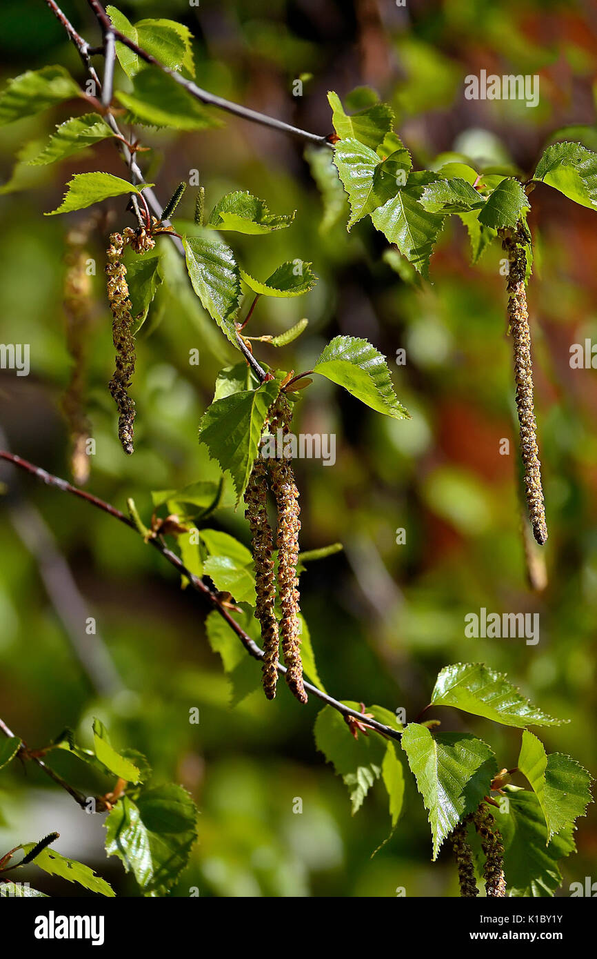 Birch catkins pollen hi-res stock photography and images - Alamy