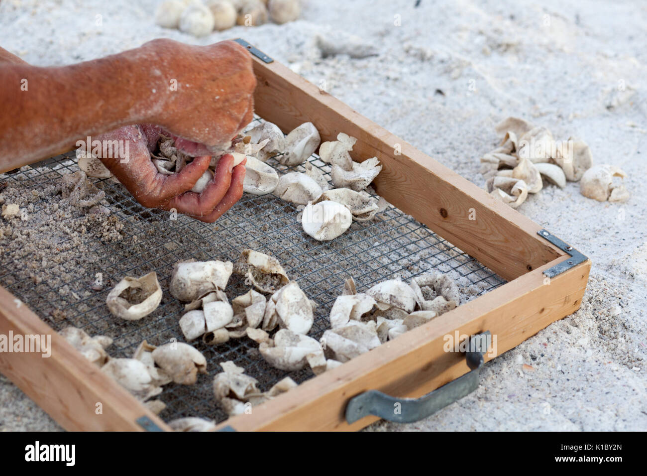 Sea Turtle Volunteers Stock Photo - Alamy