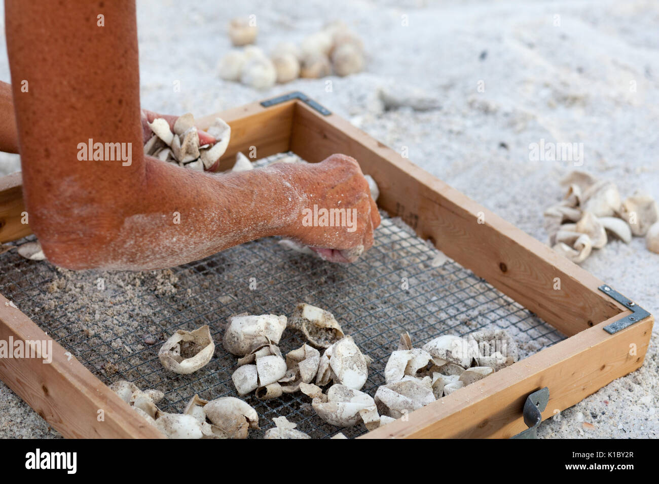 Sea Turtle Volunteers Stock Photo - Alamy